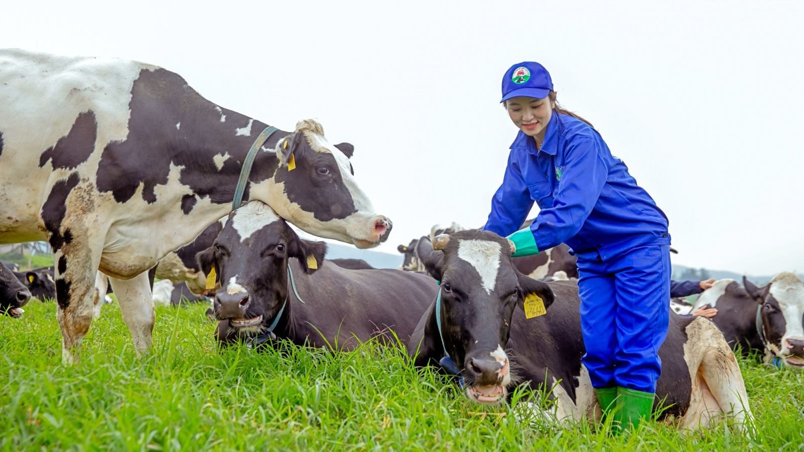 MCM: Sau 3 năm về chung nhà với Vinamilk, Mộc Châu Milk báo lãi cao ...