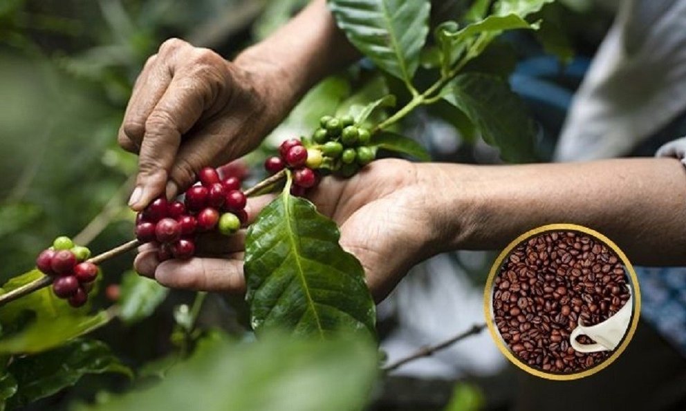 Giá cà phê trong nước đã vượt mốc 100.000 đồng/kg: Kỳ vọng chinh phục ...