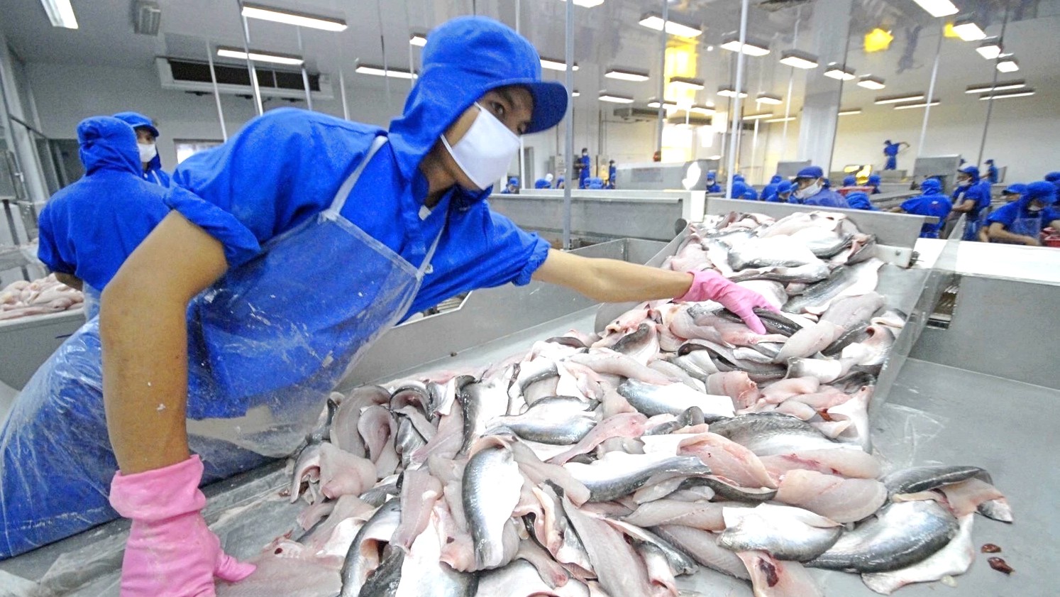 VHC: Giá bán cá tra sang Mỹ tăng 20%, kỳ vọng lãi ròng vượt nghìn tỷ đồng