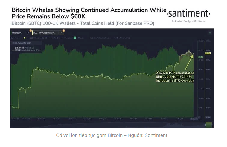 Michael Saylor nhận định ‘Bitcoin sẽ tăng mãi mãi”, cá voi tiếp tục gom BTC