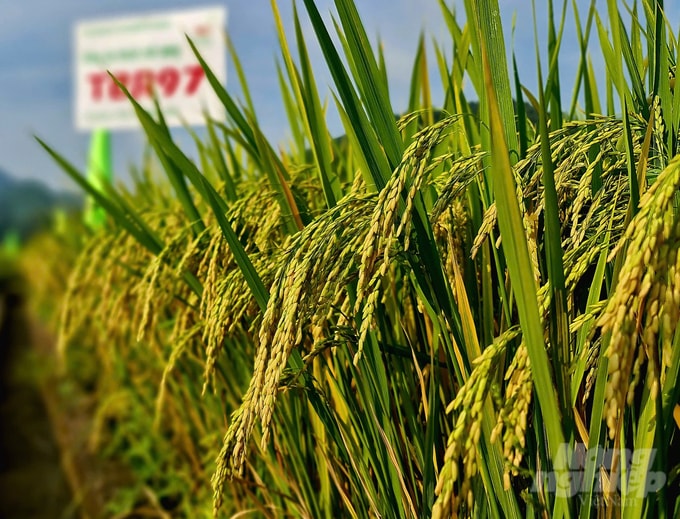 ThaiBinh Seed và giống lúa đột phá mang tên TBR97