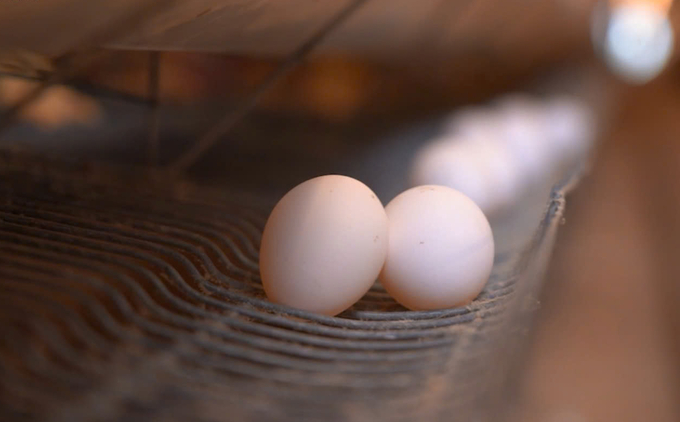 Lohmann Sandy, giống gà trứng hồng có tỷ lệ đẻ đỉnh lên tới 97%