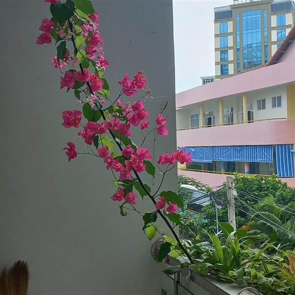 FUESSVFL - Quỹ ETF Ssiam Vnfin Lead