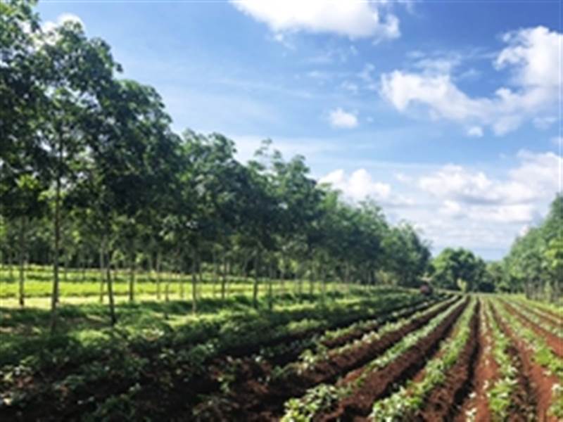 Dakruco tiếp tục thoái vốn DRI, lên kế hoạch lợi nhuận trước thuế tăng ...