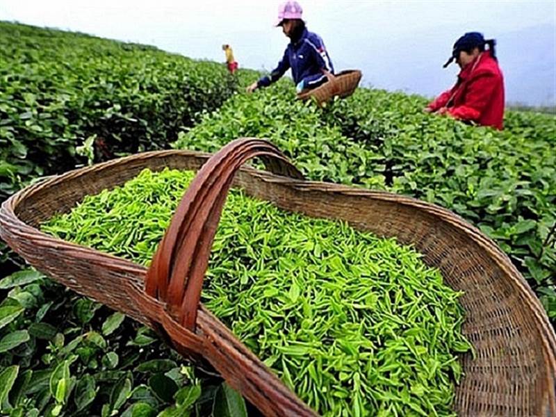 Vì sao Việt Nam chỉ chiếm 0,4% tổng lượng chè nhập khẩu của thị trường Đức?