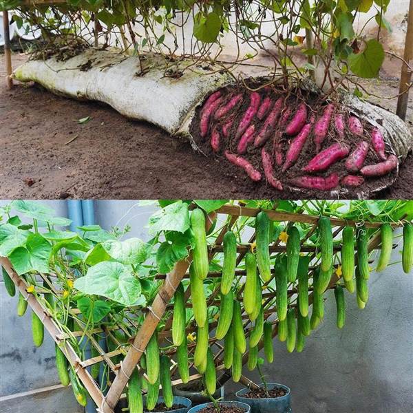 VGS - CTCP Ống thép Việt - Đức VG PIPE