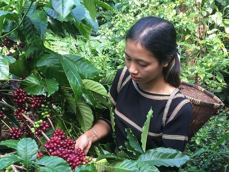 Chủ Tịch Vicofa “giải Mã” Nguyên Nhân Giá Cà Phê Việt Nam Liên Tục Lập