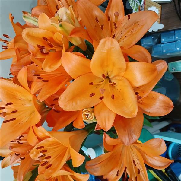 VGS - CTCP Ống thép Việt - Đức VG PIPE