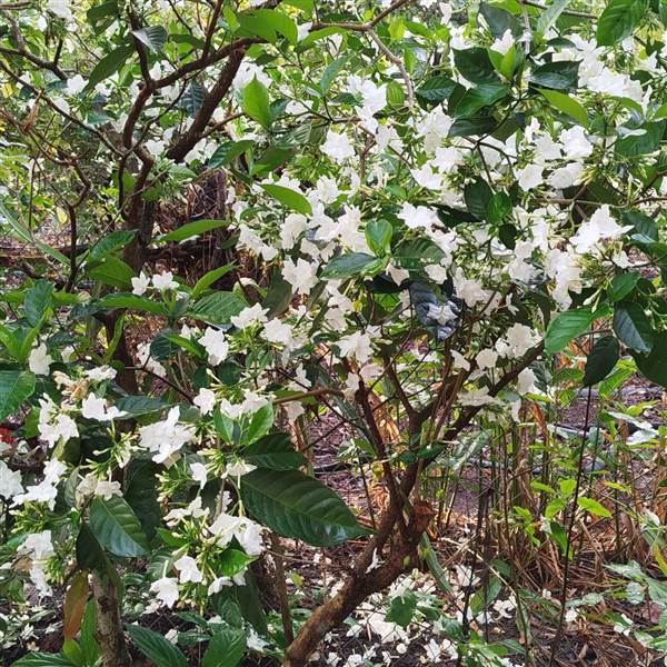 QCG - CTCP Quốc Cường - Gia Lai