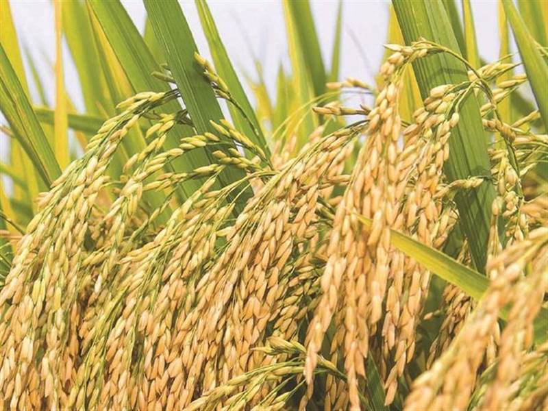 LTG: Cổ đông lớn hối thúc Lộc Trời chuyển sang HOSE sau 6 năm đình trệ