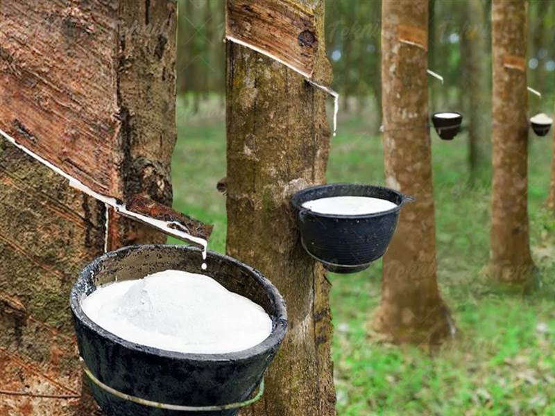 Giá cao su ngày 24/5/2024: Tiếp tục tăng cao