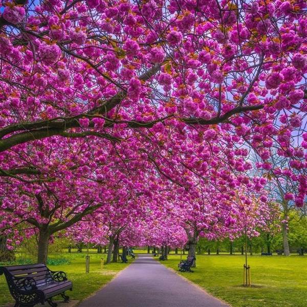 FOX - CTCP Viễn thông FPT