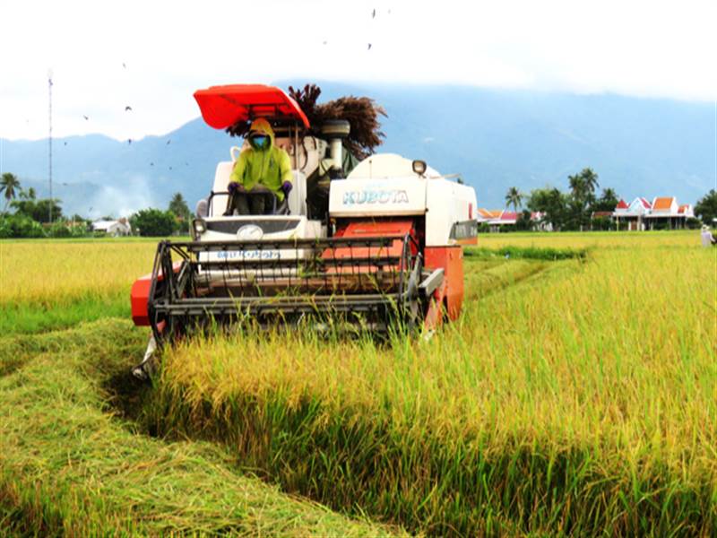 Giá lúa gạo hôm nay 8/7/2024: gạo Nàng Nhen neo ở mức cao