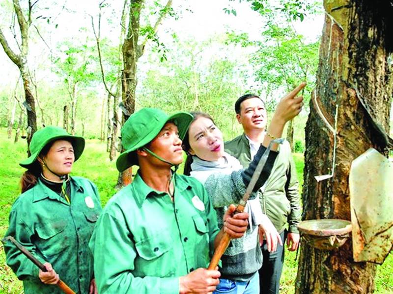 Công ty TNHH MTV cao su Chư Sê chú trọng chăm lo đời sống, sức khỏe cho ...