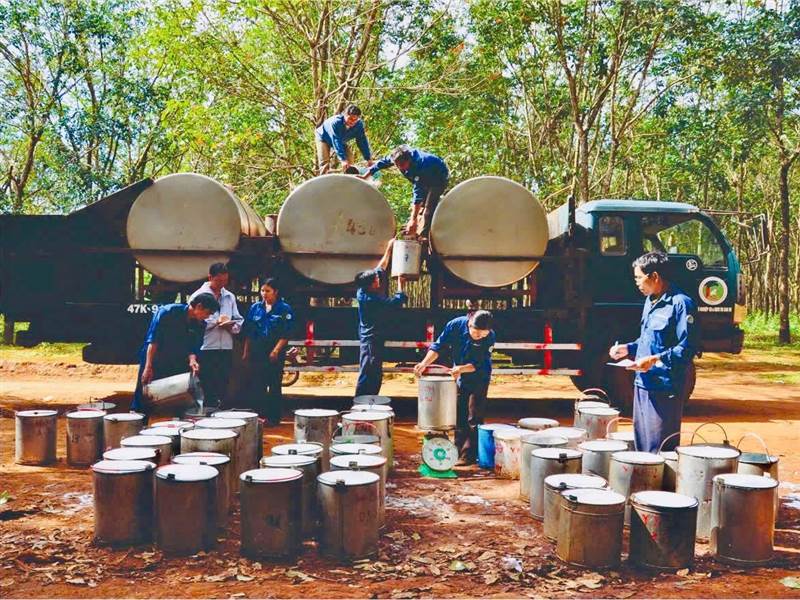 Công ty cổ phần Cao su Đắk Lắk (Dakruco): Hướng tới phát triển ngành ...