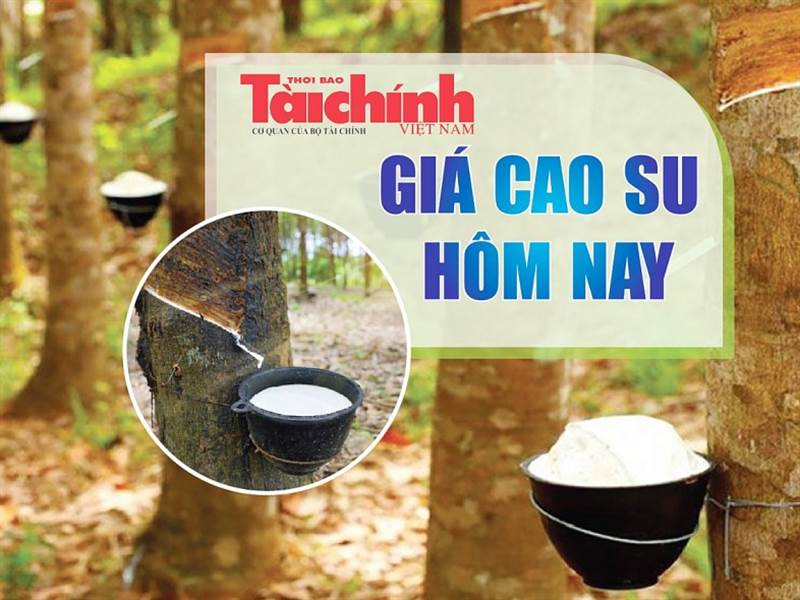Ngày 5/12: Giá cao su trong nước tăng, thế giới biến động trái chiều