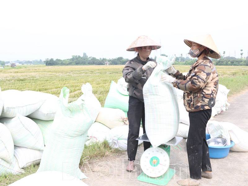 Diện tích lúa giống của HTXDVNN Nguyễn Úy đạt giá trị cao hơn 25% lúa ...