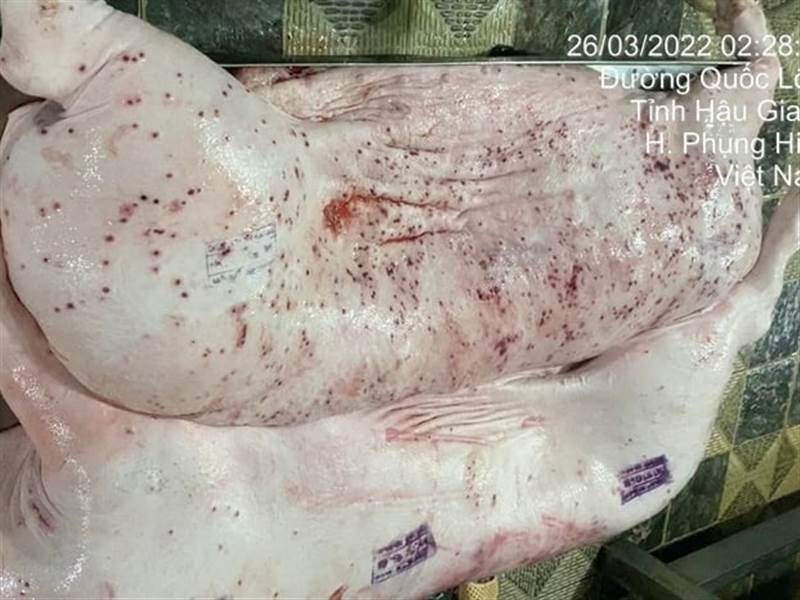 Chuyên gia: Phát hiện heo bệnh phải tiêu hủy cả đàn chứ không phải 1 con