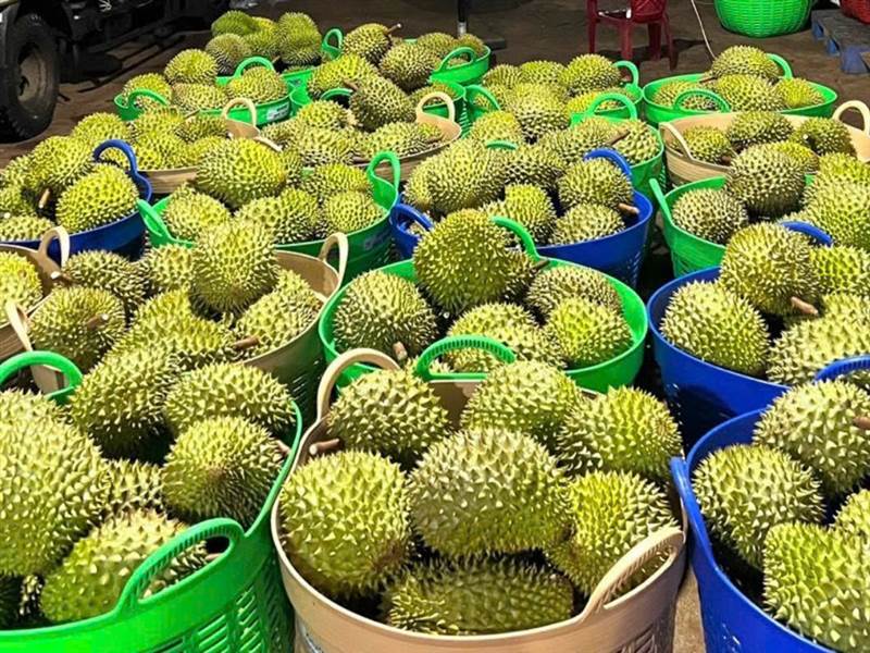 Xuất khẩu sầu riêng lập kỷ lục mới, đóng góp lớn vào tăng trưởng ngành ...